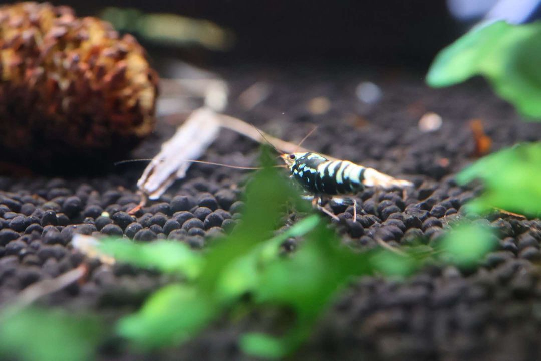 Taiwan Bee Shrimp - Black Galaxy Pinto – Hurstville Aquarium
