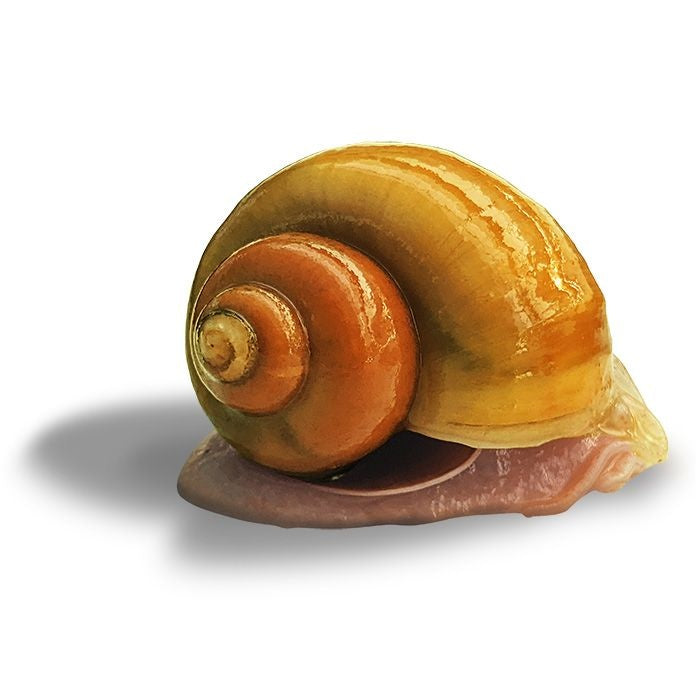 Golden Mystery Snail Medium – Hurstville Aquarium