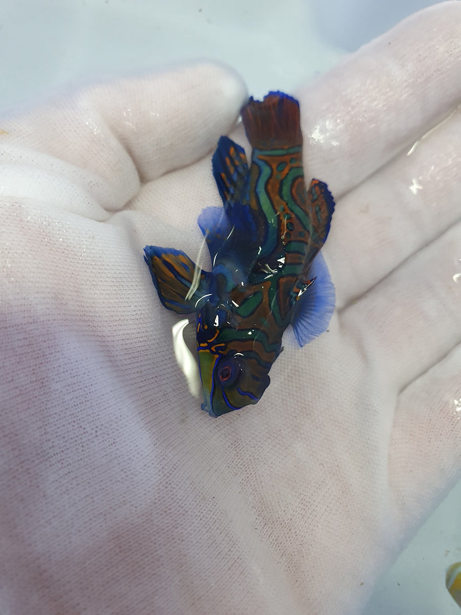 LIVE Aquarium Fish - Marine Fish - Mandarin Dragonet (Synchiropus ...