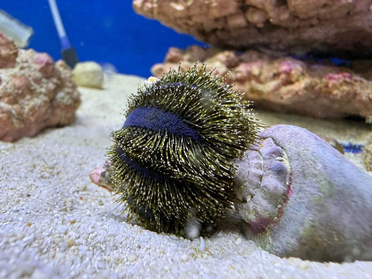 Tuxedo Urchin – Hurstville Aquarium