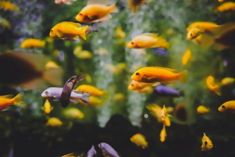 Top 5 Most Popular Aquarium Fish in Australia – Hurstville Aquarium