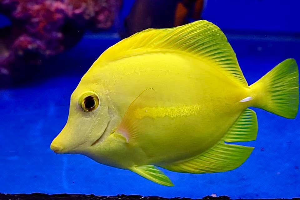 Tank Hardening Service – Hurstville Aquarium