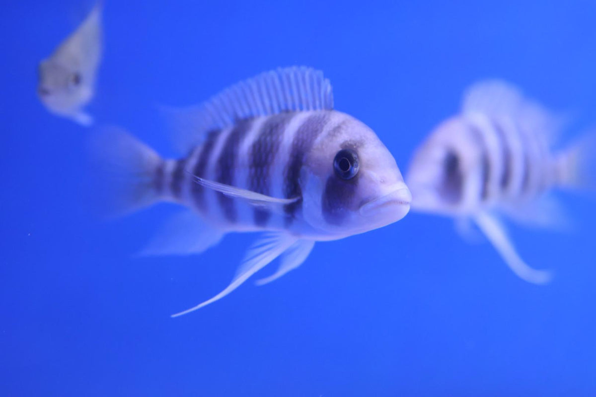 African Cichlids – Tagged "African Cichlids"– Hurstville Aquarium
