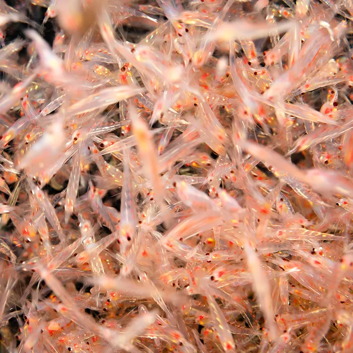 Aqua Natural Freeze Dried Mysis Shrimp 26g – Hurstville Aquarium