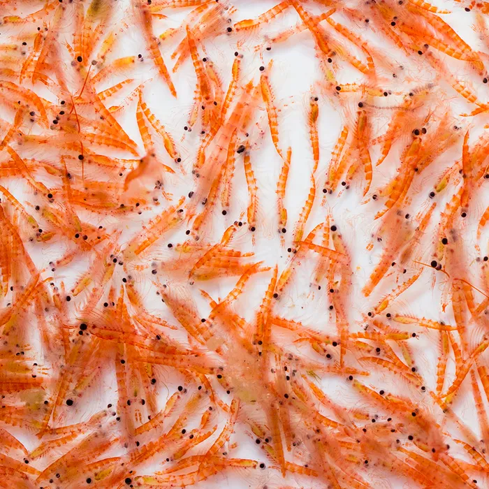 Aqua Natural Freeze Dried Krill 20g – Hurstville Aquarium