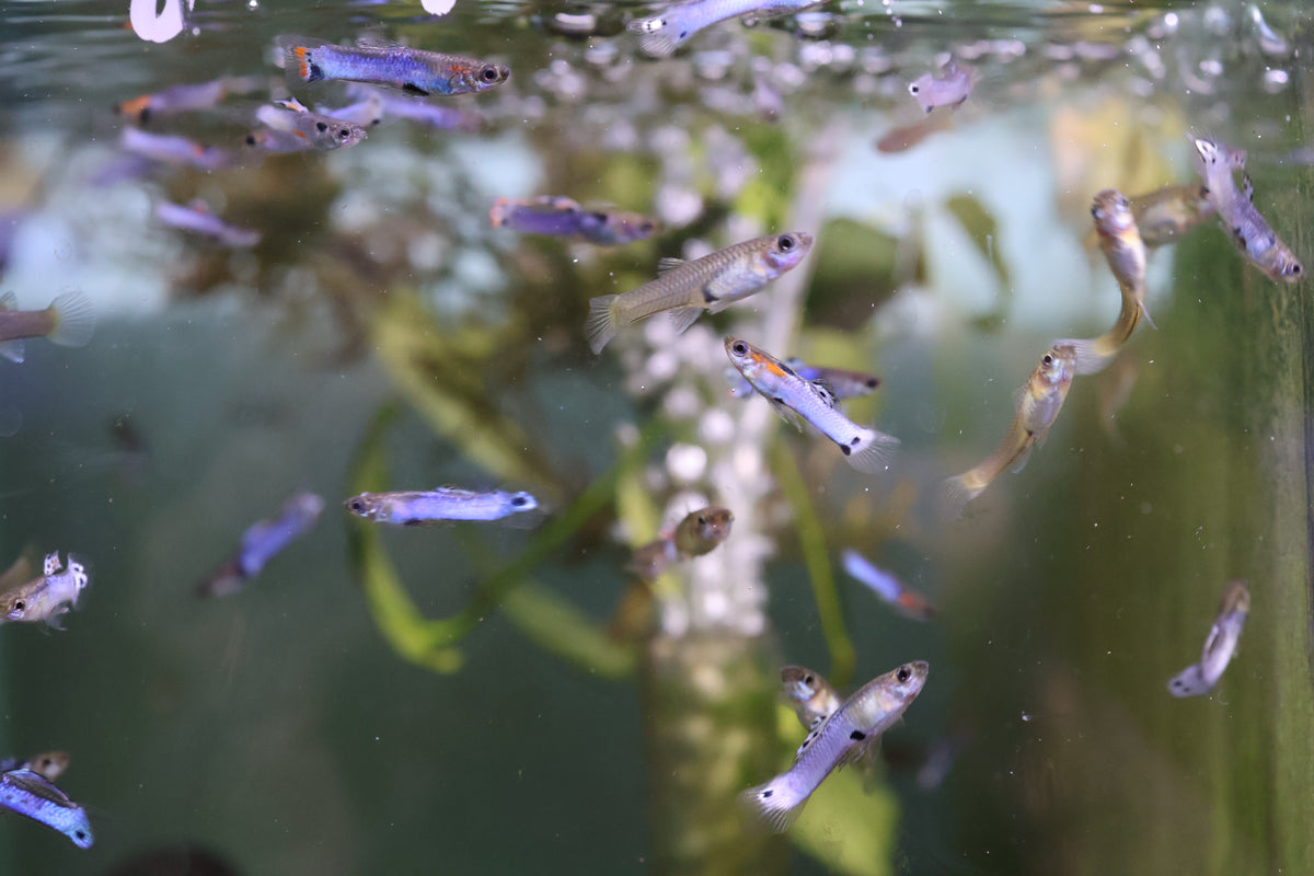 Assorted Japanese Blue Endler Guppy – Hurstville Aquarium