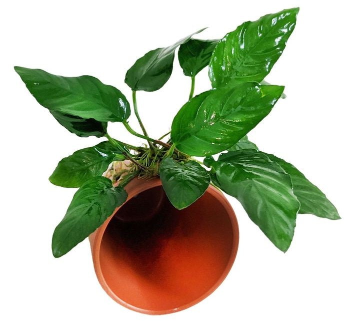Assorted Anubias On 9cm Terracotta Pot – Hurstville Aquarium