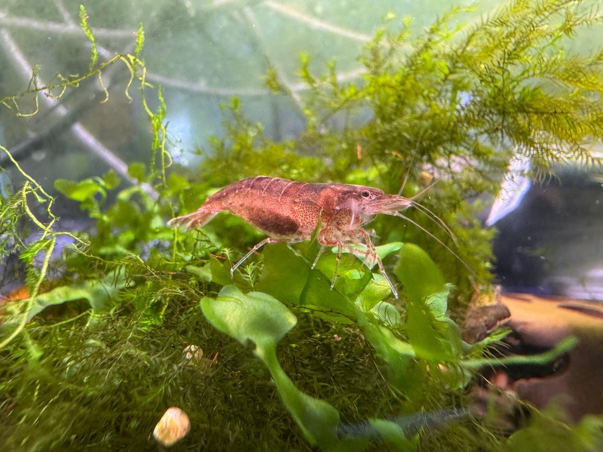 Australian Amano Shrimp – Hurstville Aquarium