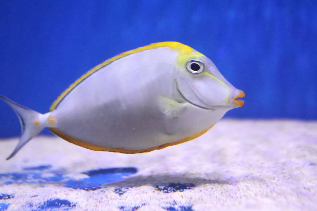Blonde Lipstick Tang – Hurstville Aquarium