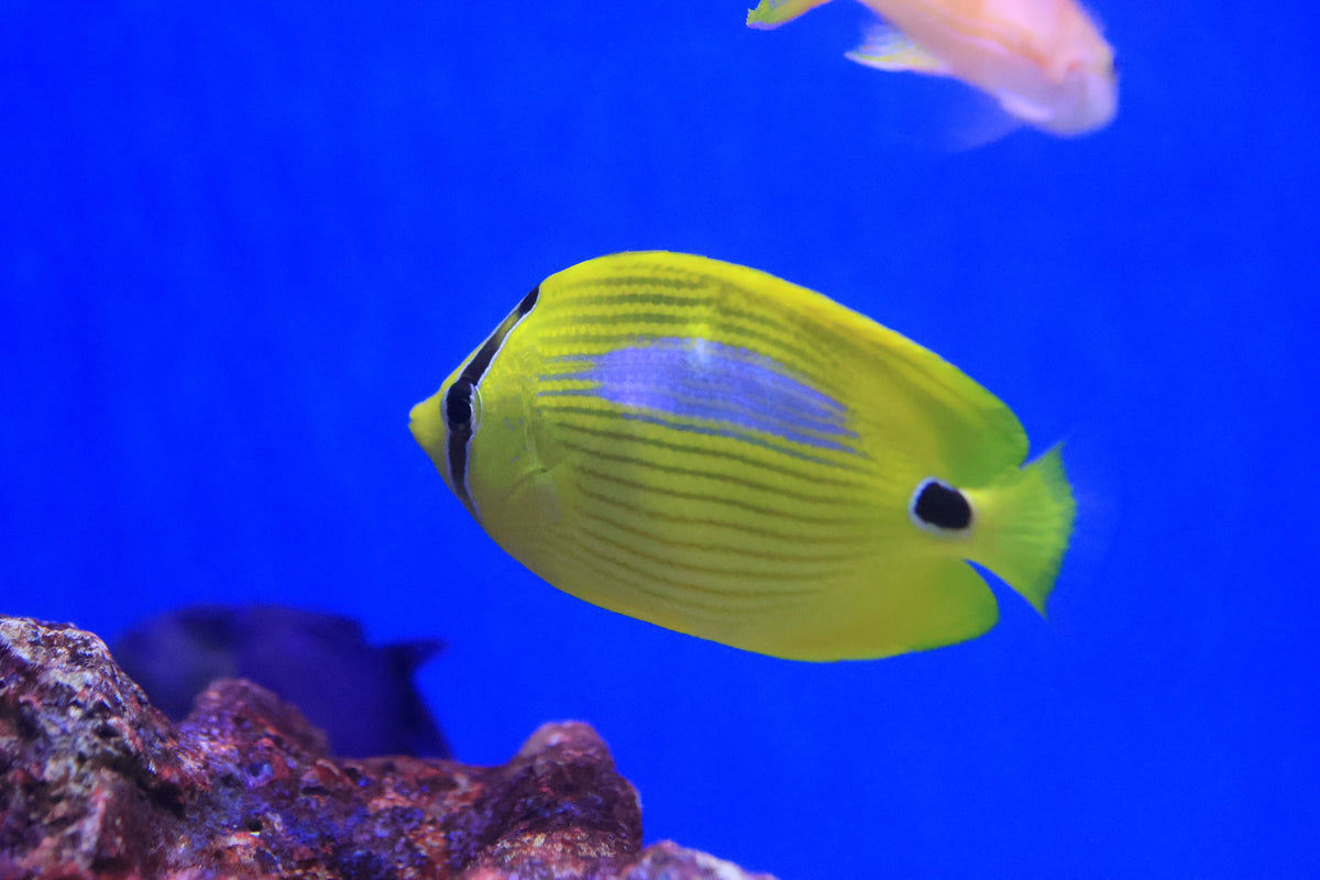 Blue Spot Butterflyfish (Chaetodon plebeius) – Hurstville Aquarium
