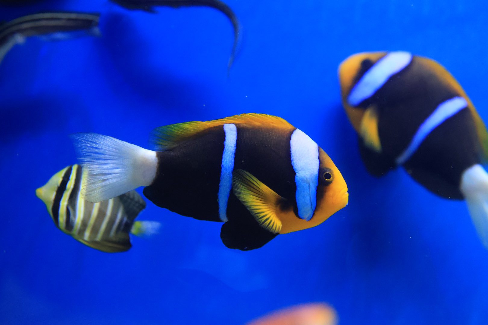 Blue Stripe Clownfish, aka orange fin anenomefish Pair (Amphiprion chr ...