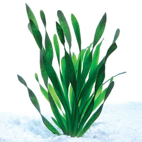 Bunched Plants - Vallisneria - Corkscrew – Hurstville Aquarium
