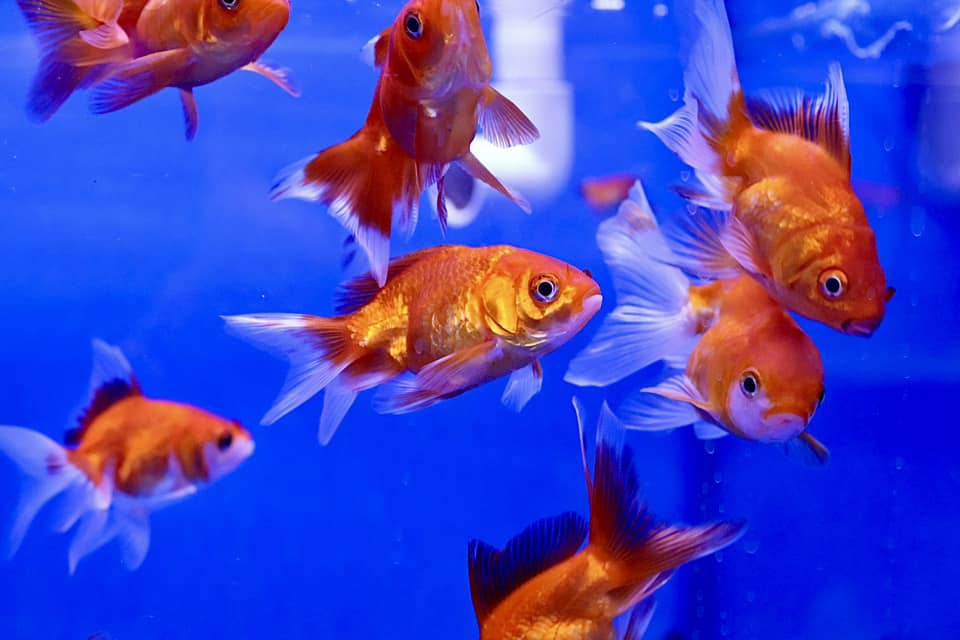 LIVE STOCK - Goldfish - Fantail Goldfish (Carassius Auratus) 5cm ...