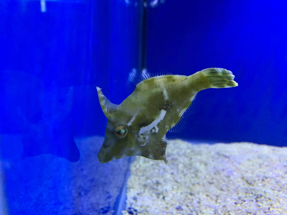 LIVE Aquarium Fish - Marine Fish - Green File Fish (Acreichthys ...