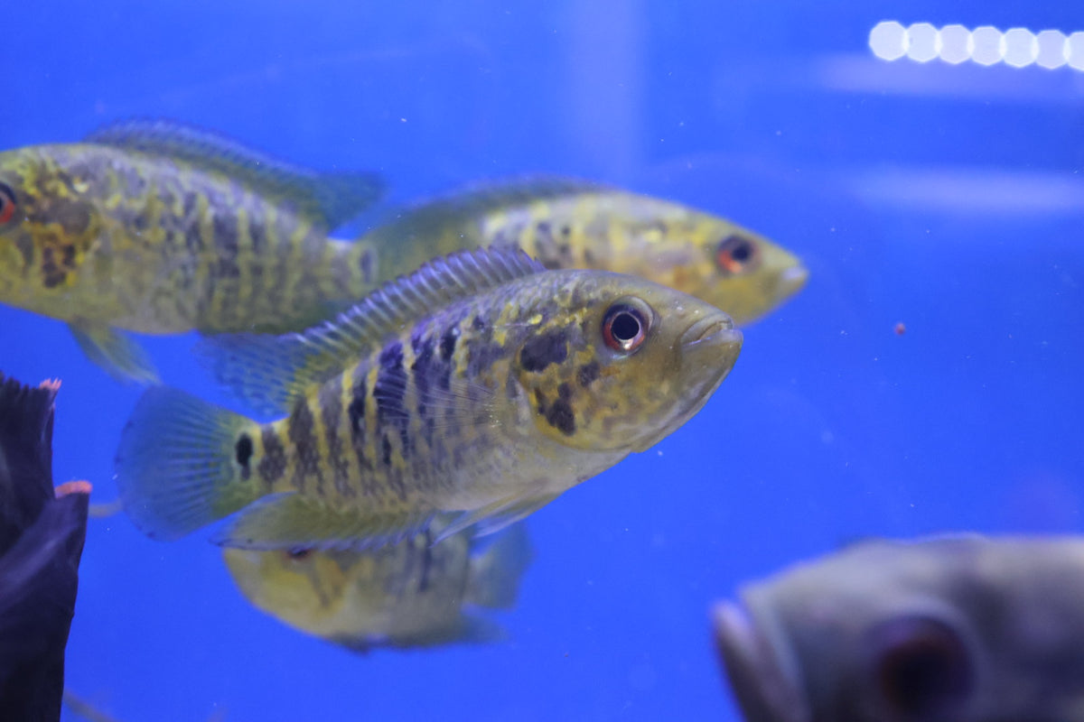 LIVE Aquarium Fish - Freshwater Fish - Yellow Jacket Cichlid ...