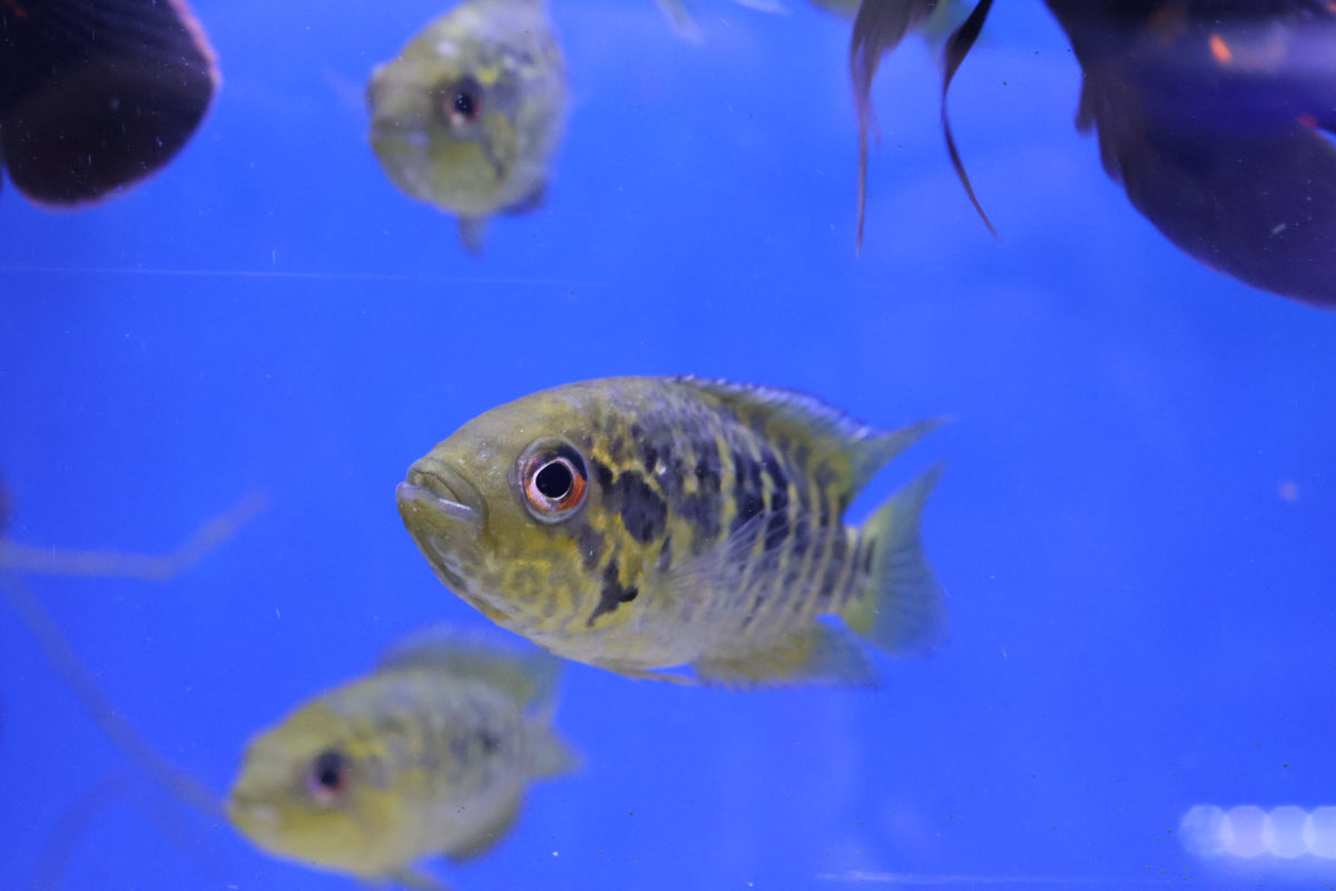 LIVE Aquarium Fish - Freshwater Fish - Yellow Jacket Cichlid ...