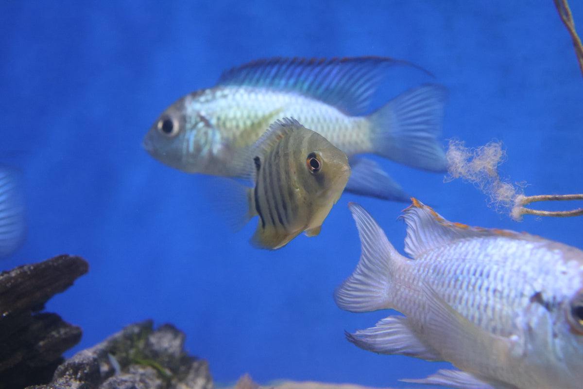 LIVE Aquarium Fish - Freshwater Fish - Neon Blue Acara (Andinoacara ...