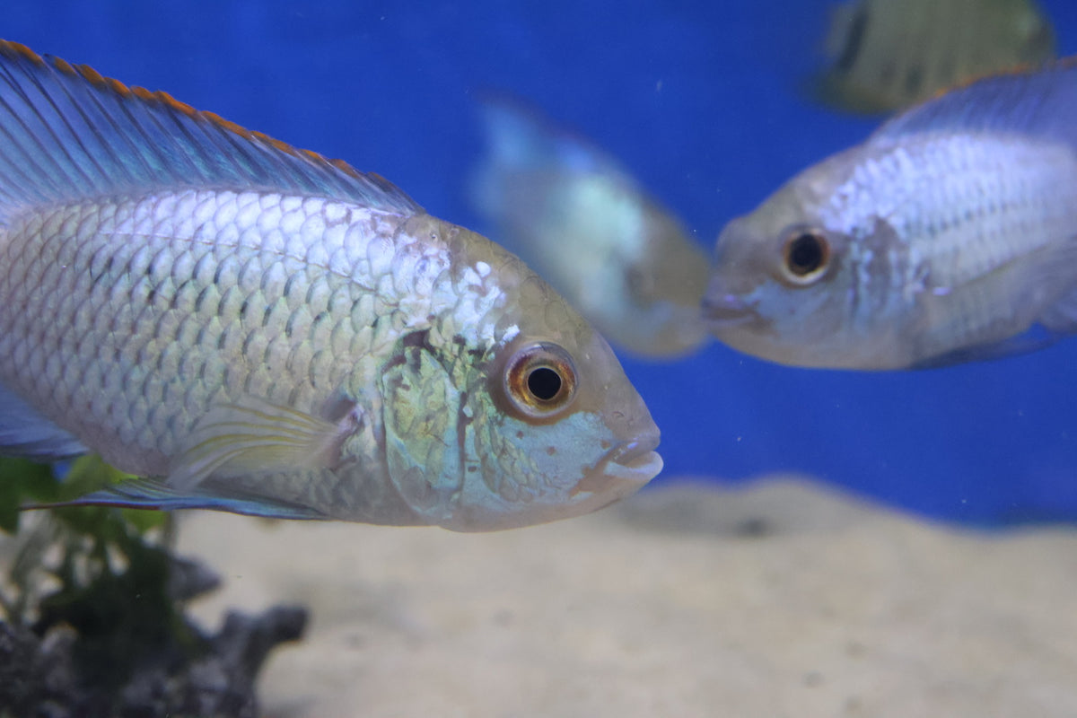 LIVE Aquarium Fish - Freshwater Fish - Neon Blue Acara (Andinoacara ...