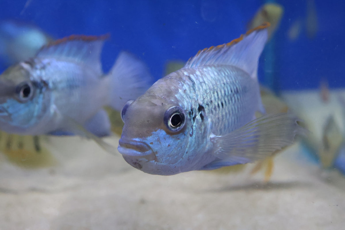 LIVE Aquarium Fish - Freshwater Fish - Neon Blue Acara (Andinoacara ...