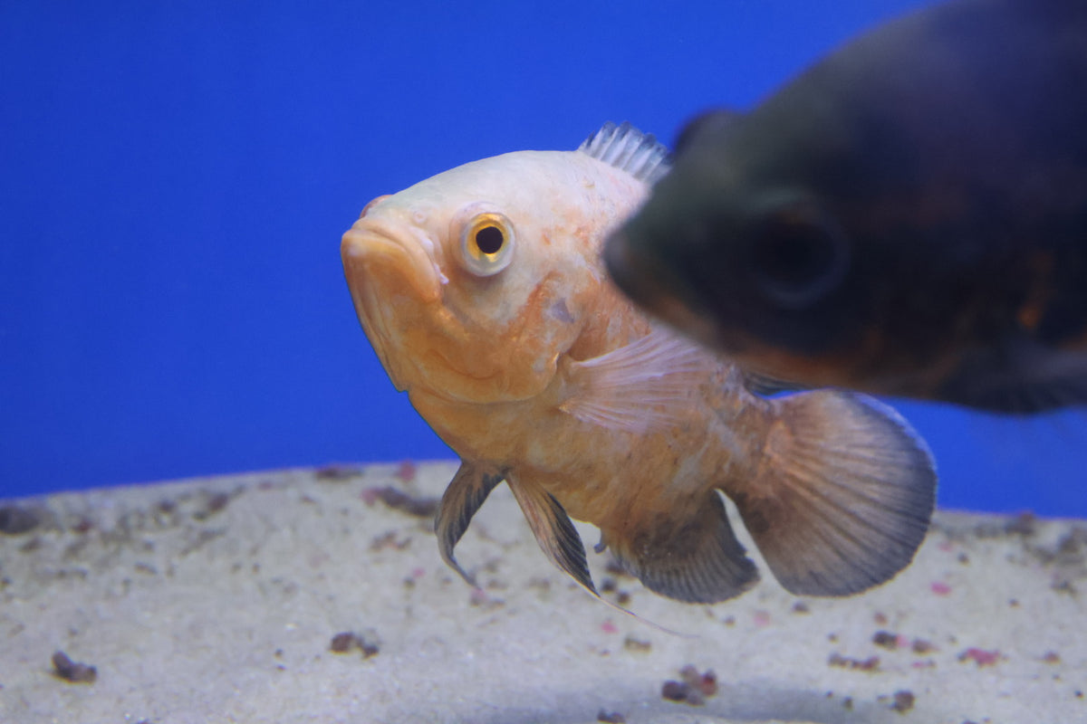 LIVE Aquarium Fish - Freshwater Fish - Red/Mosiac Velvet Oscar 12cm ...