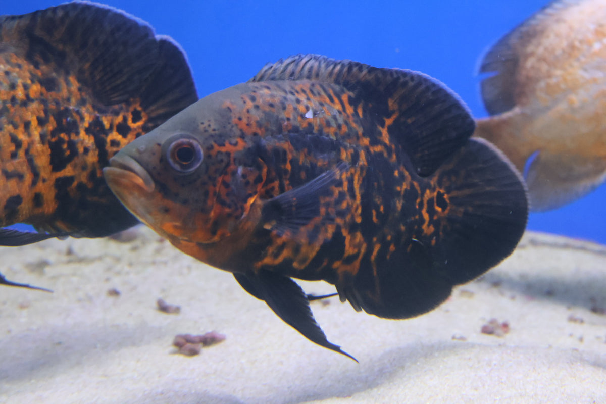 LIVE Aquarium Fish - Freshwater Fish - Red/Mosiac Velvet Oscar 12cm ...