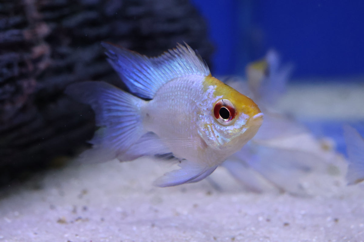 LIVE Aquarium Fish - Freshwater Fish - Neon Blue Balloon Longfin Ram ...