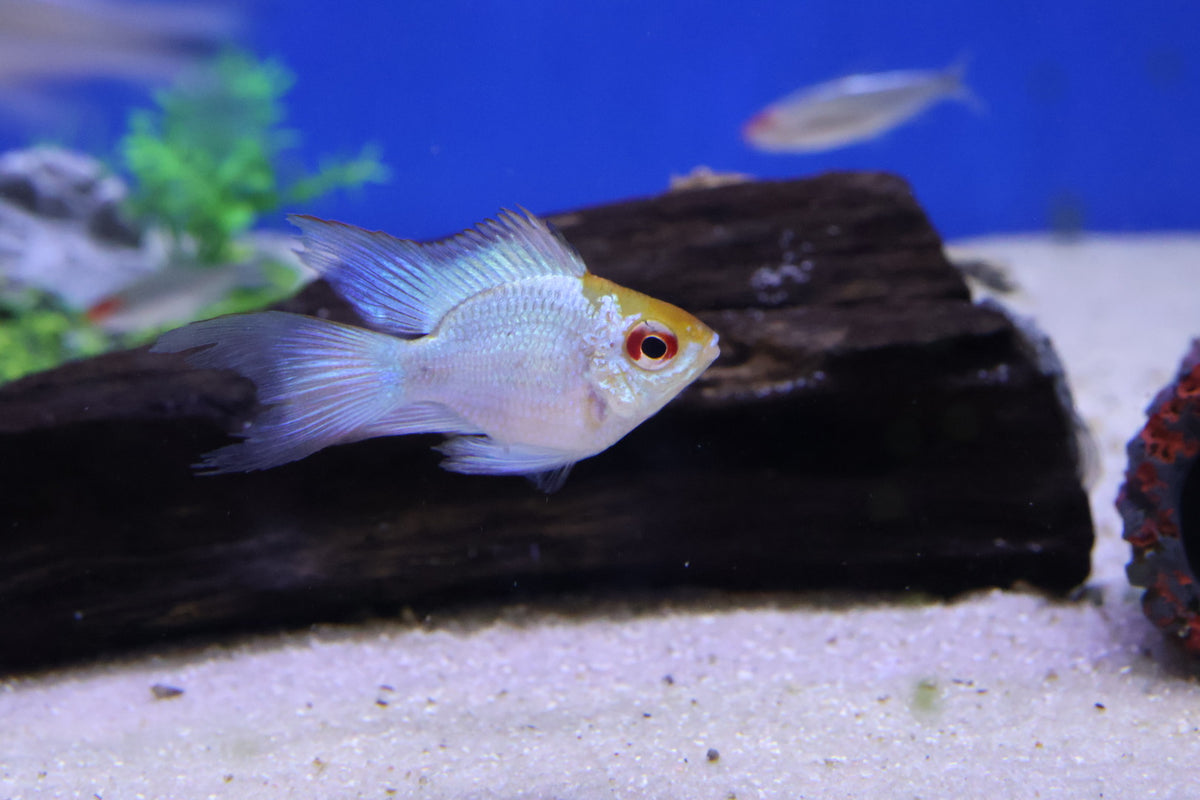 LIVE Aquarium Fish - Freshwater Fish - Neon Blue Balloon Longfin Ram ...