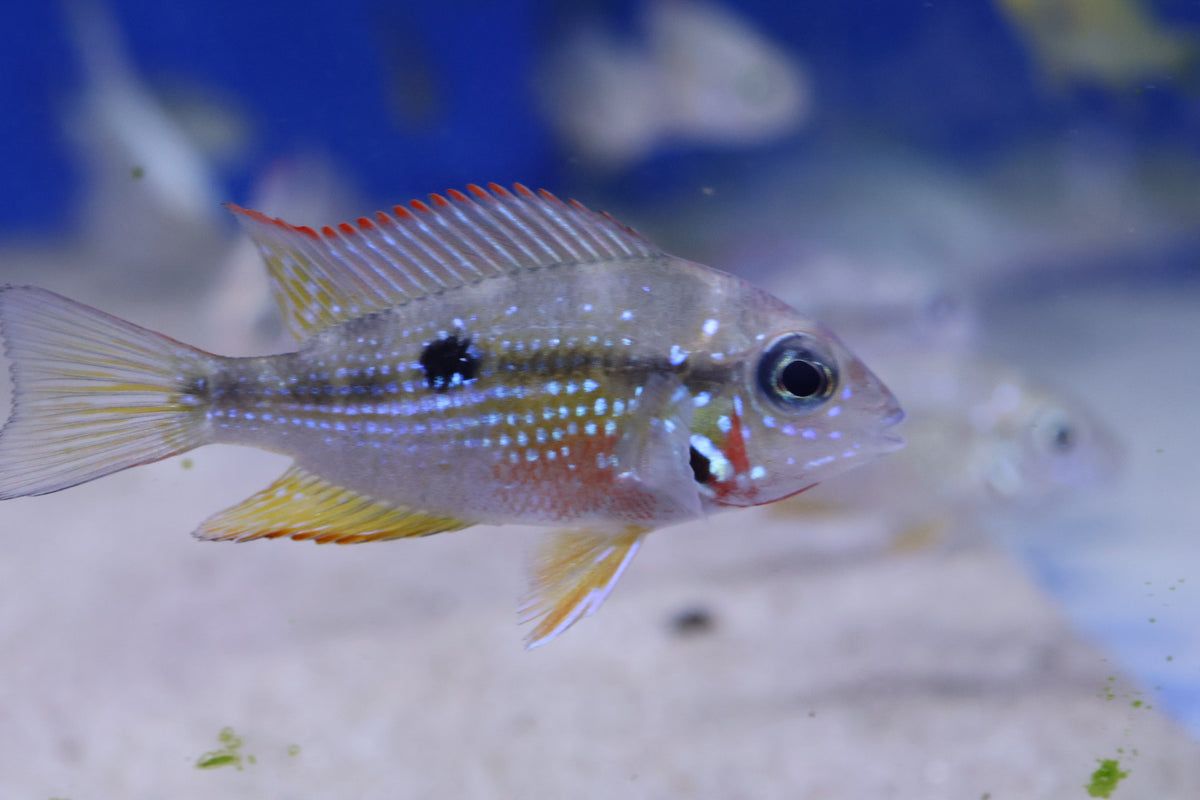 LIVE Aquarium Fish - Freshwater Fish - Ellioti Cichlid (Thorichthys ...