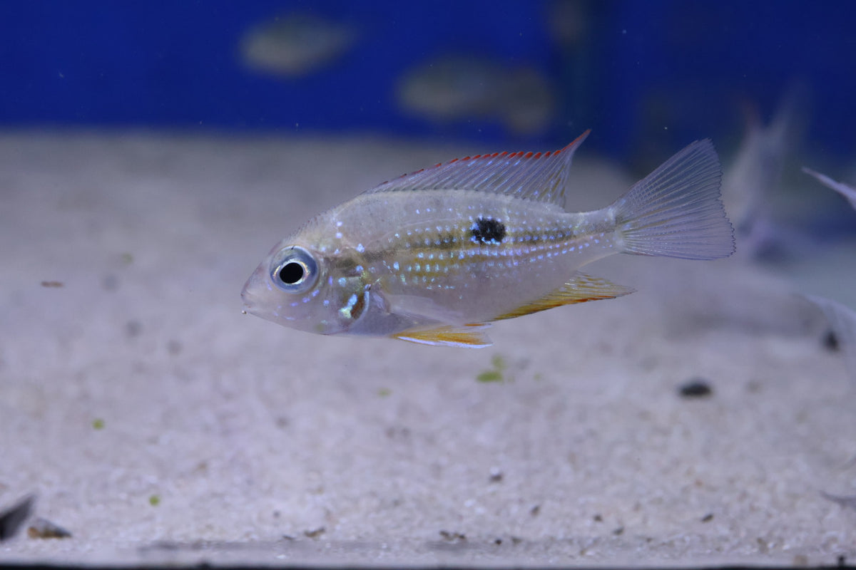 LIVE Aquarium Fish - Freshwater Fish - Ellioti Cichlid (Thorichthys ...