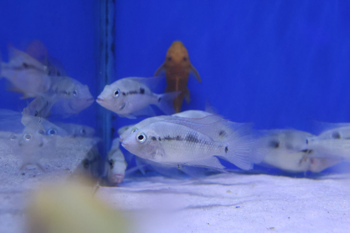 LIVE Aquarium Fish - Freshwater Fish - Firemouth Cichlid (Thorichthys ...