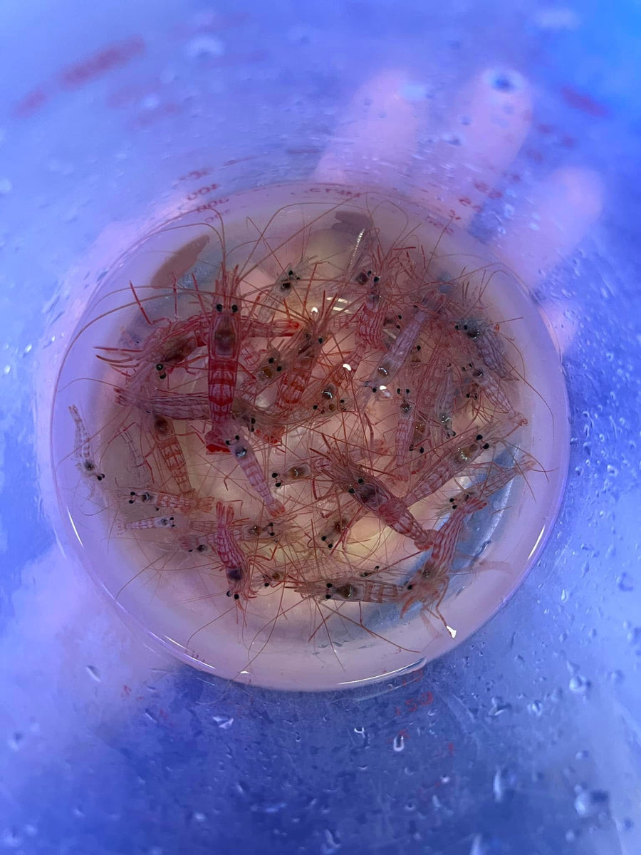 Peppermint Shrimp – Hurstville Aquarium