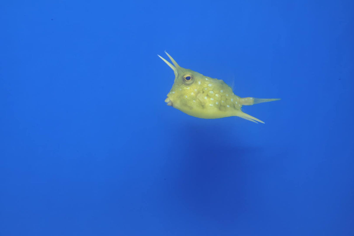 LIVE Aquarium Fish - Marine Fish - Longhorn Cowfish (Lactoria cornuta ...