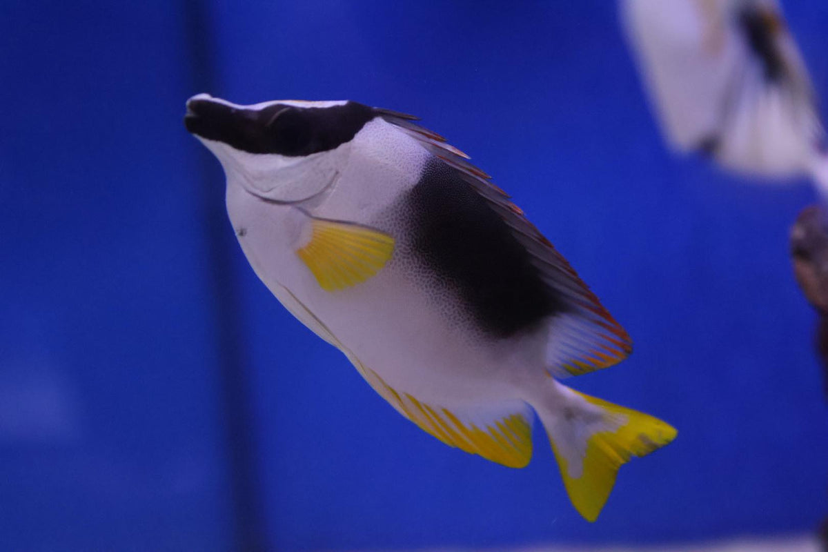 Magnificent Foxface – Hurstville Aquarium