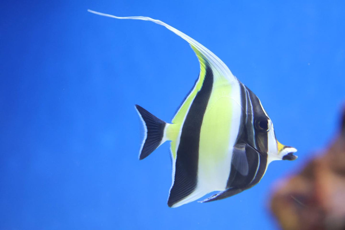 Moorish Idol – Hurstville Aquarium