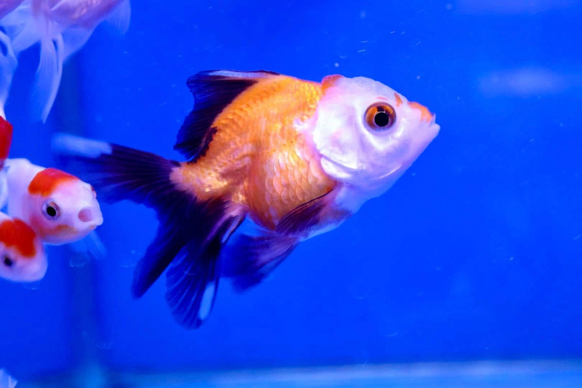 LIVE STOCK - Goldfish - Oranda Goldfish (Carassius Auratus) 5cm ...