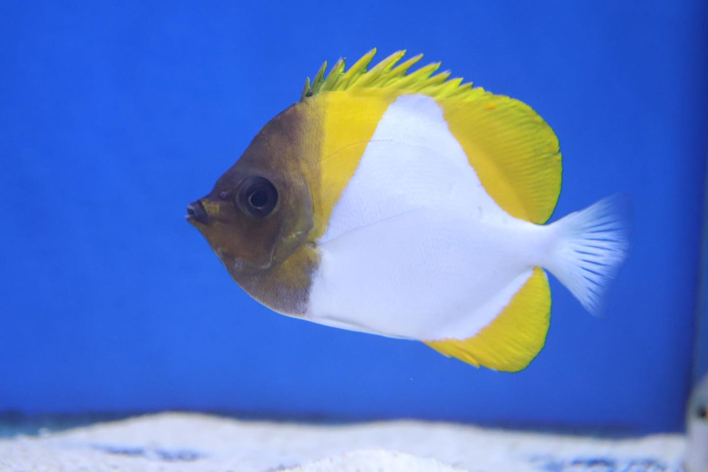 Pyramid Butterflyfish – Hurstville Aquarium