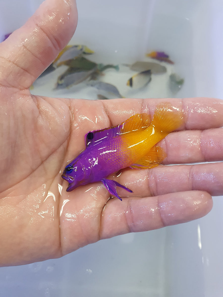Royal Gramma – Hurstville Aquarium