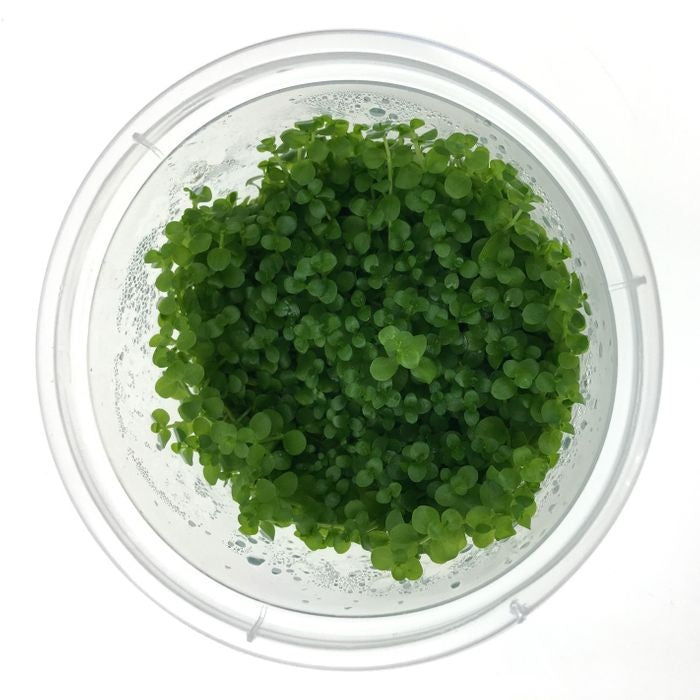 Live Plants - TC - Micranthemum Umbrosum aka Monte Carlo – Hurstville ...