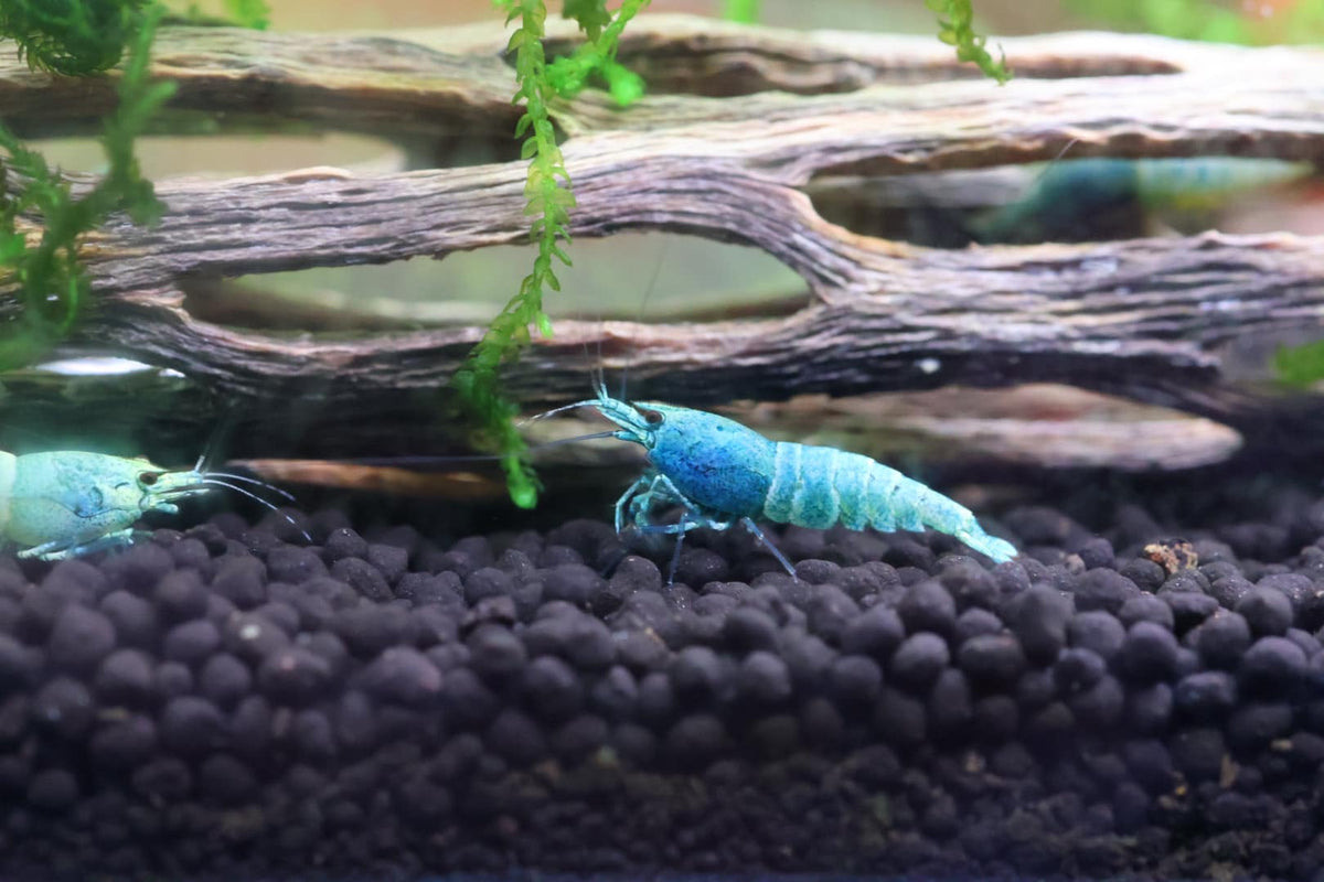 Taiwan Bee Shrimp - Mosura Blue Bolt – Hurstville Aquarium