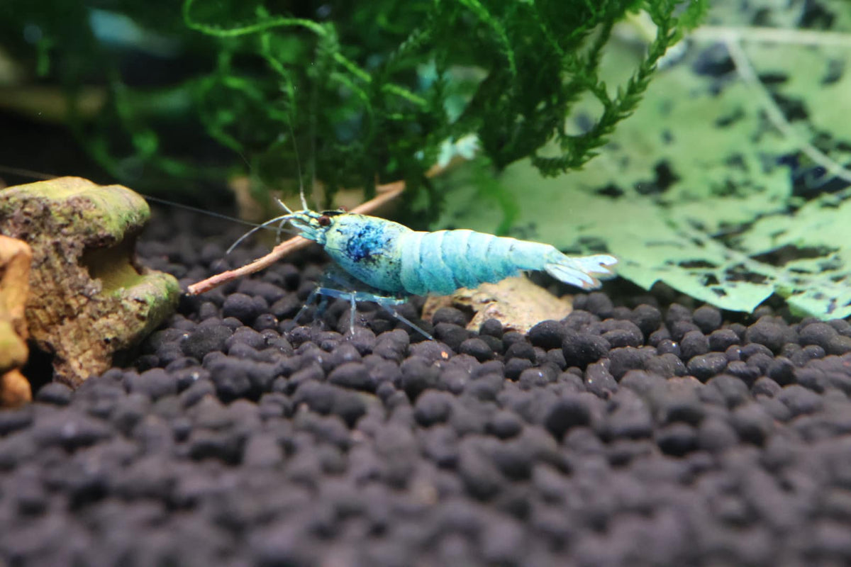 Taiwan Bee Shrimp - Blue Steel – Hurstville Aquarium