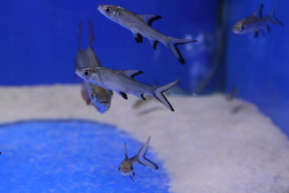 LIVE Aquarium Fish - Freshwater Fish - Silver Shark aka Bala Shark ...