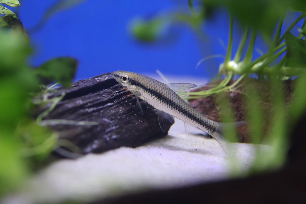 LIVE Aquarium Fish - Freshwater Fish - True Siamese Algae Eater (SAE ...