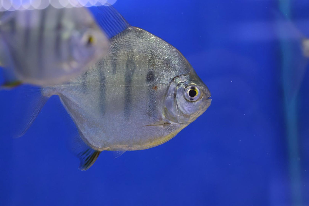 LIVE Aquarium Fish - Freshwater Fish - Striped Silver Dollar (Metynnis ...