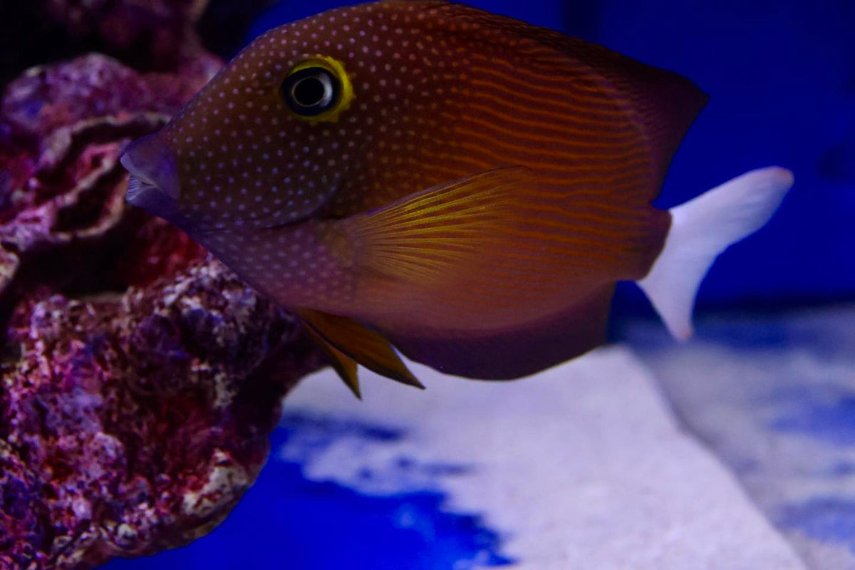 LIVE Aquarium Fish - Marine Fish - White Tail Kole Tang (Ctenochaetus ...