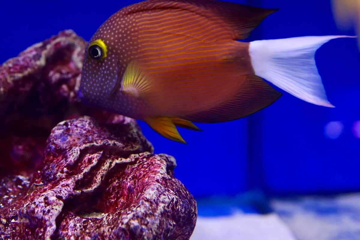 LIVE Aquarium Fish - Marine Fish - White Tail Kole Tang (Ctenochaetus ...
