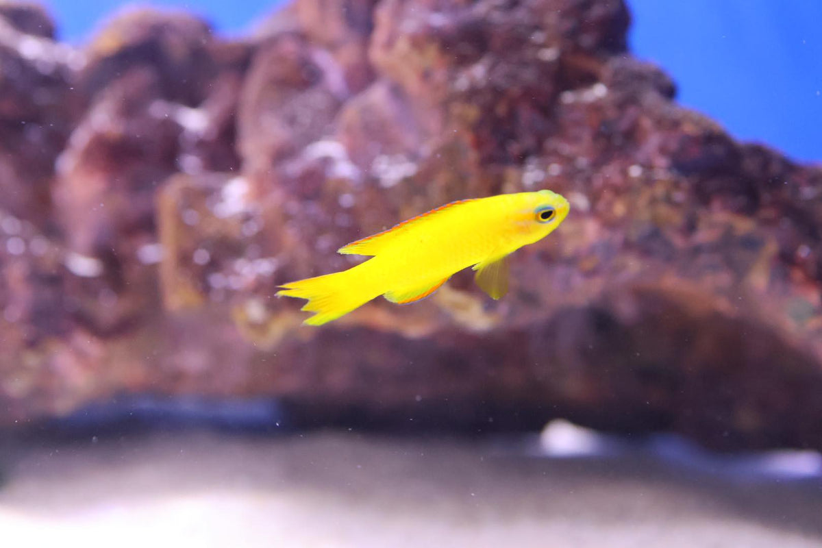 Yellow Assessor – Hurstville Aquarium
