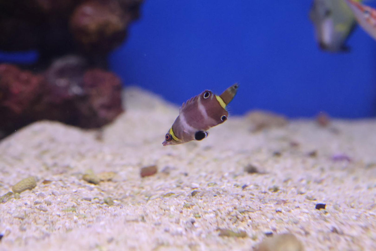 Yellow Banded Possum Wrasse – Hurstville Aquarium